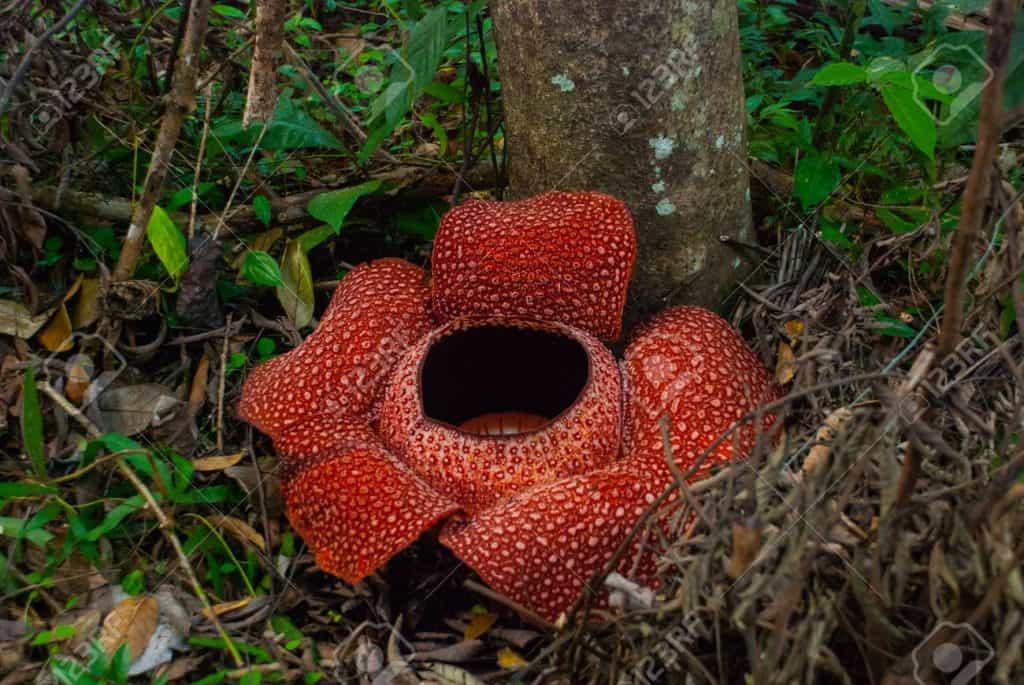 Raflesia, bunga terbesar di dunia yang jarang dilihat, hanya wujud di ...