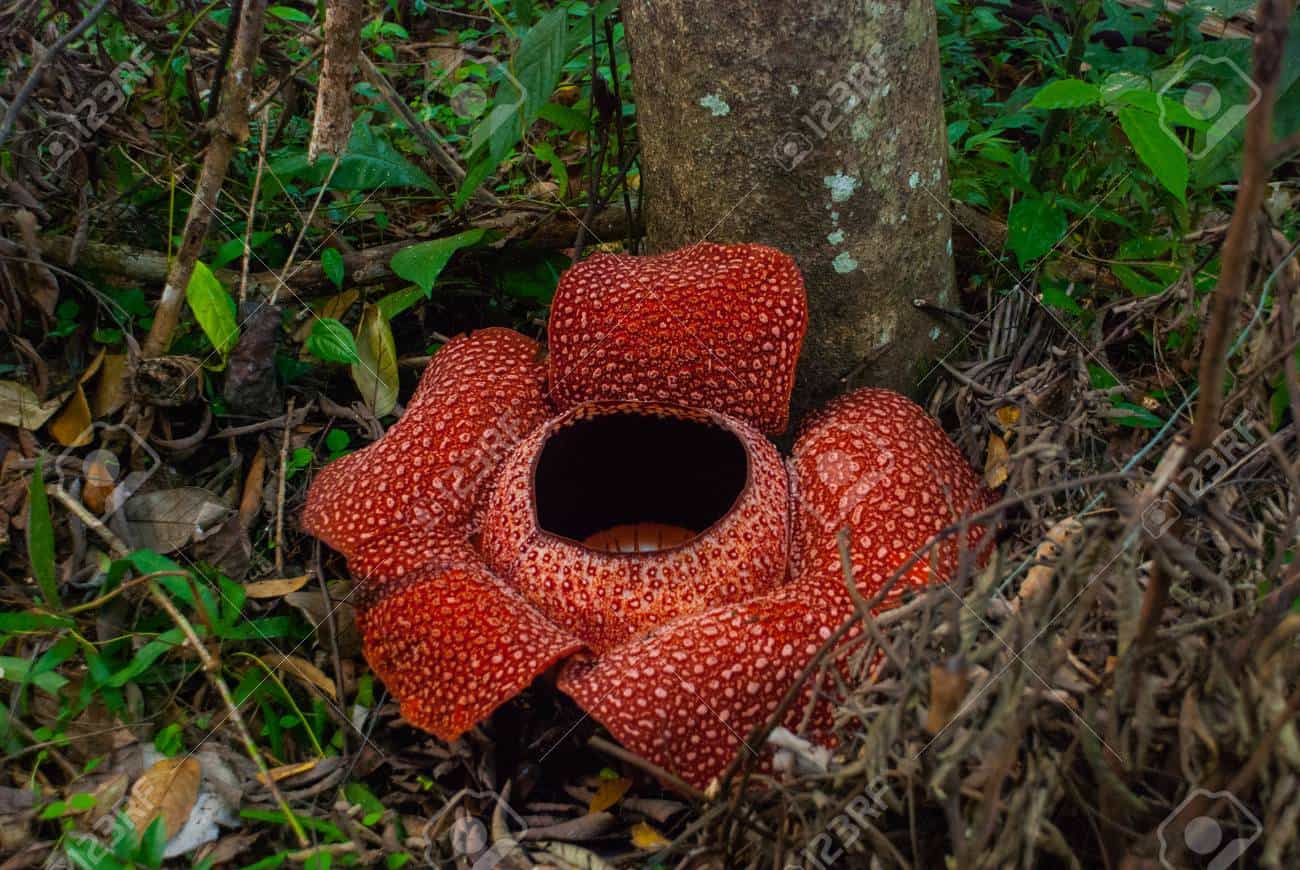 Raflesia, bunga terbesar di dunia yang jarang dilihat, hanya wujud di ...